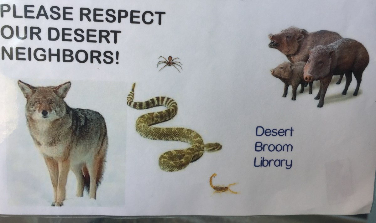 Libraries Round the World: In the Desert with Snakes!﻿ – KAREN STENSGAARD